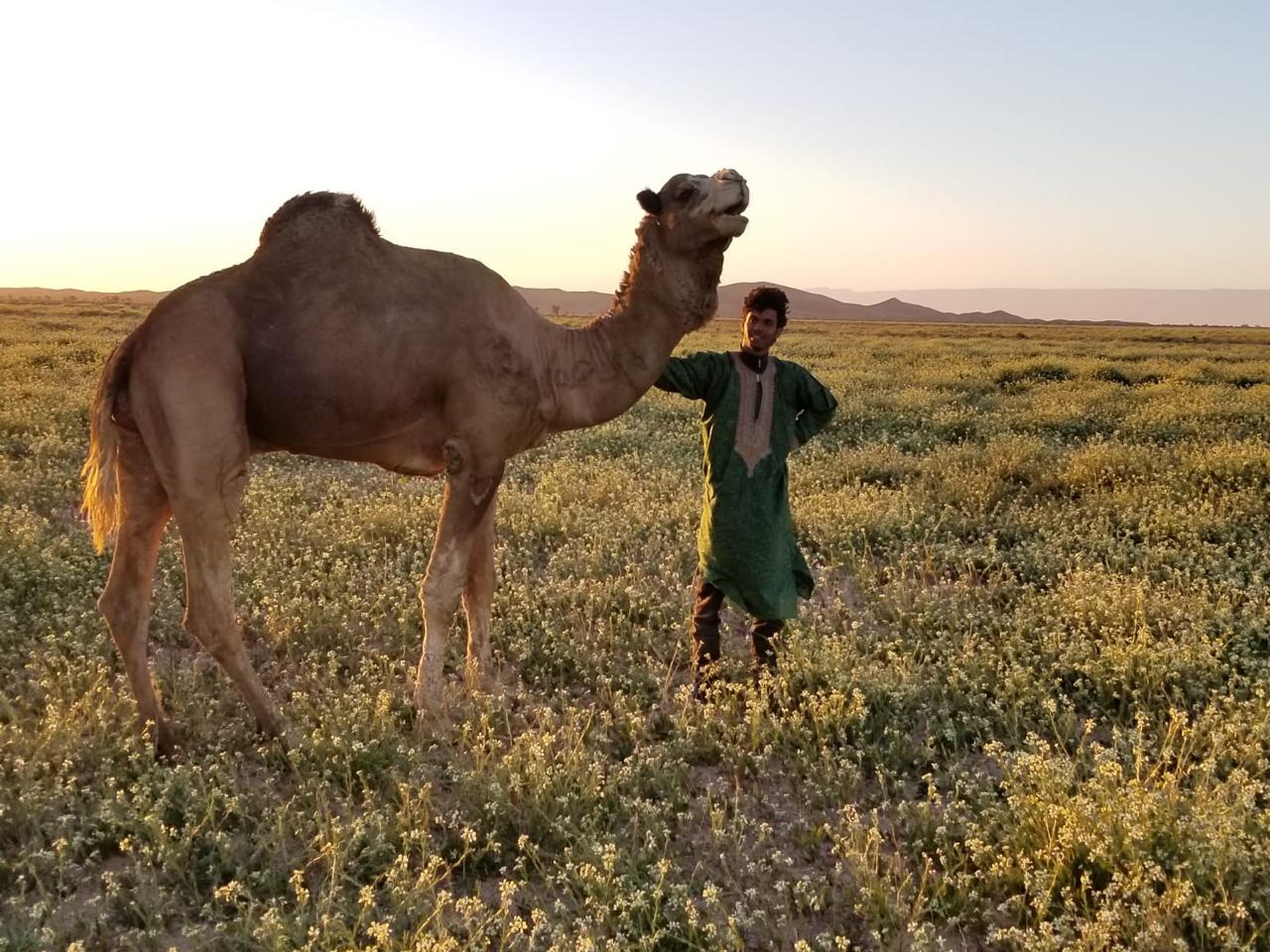 Stories of an Alpha Male Camel with morality - Walking With Nomads
