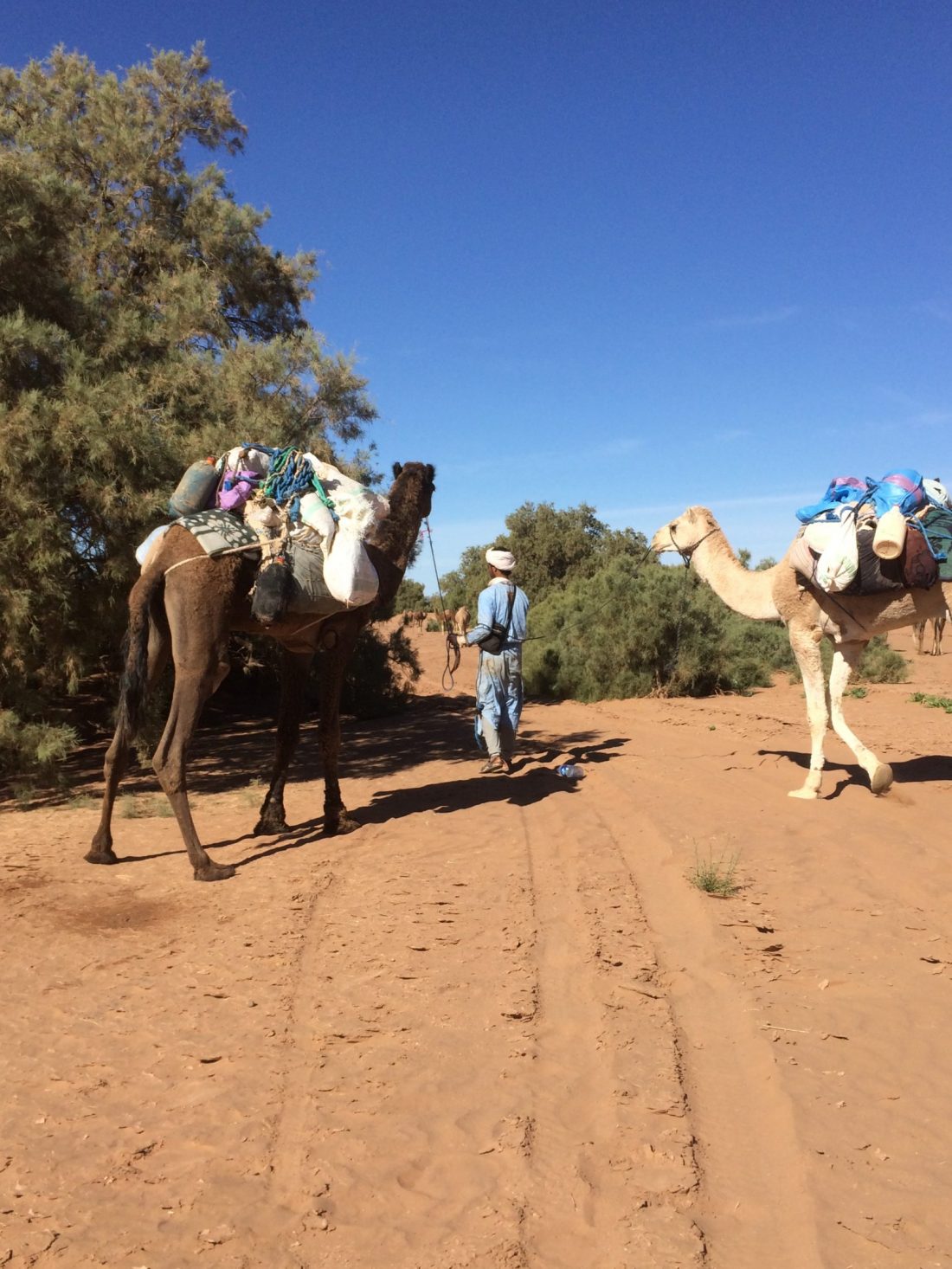 Stories of an Alpha Male Camel with morality - Walking With Nomads