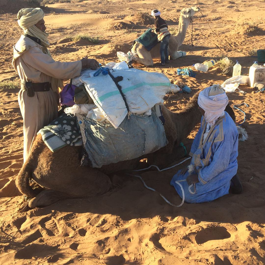 Stories of an Alpha Male Camel with morality - Walking With Nomads